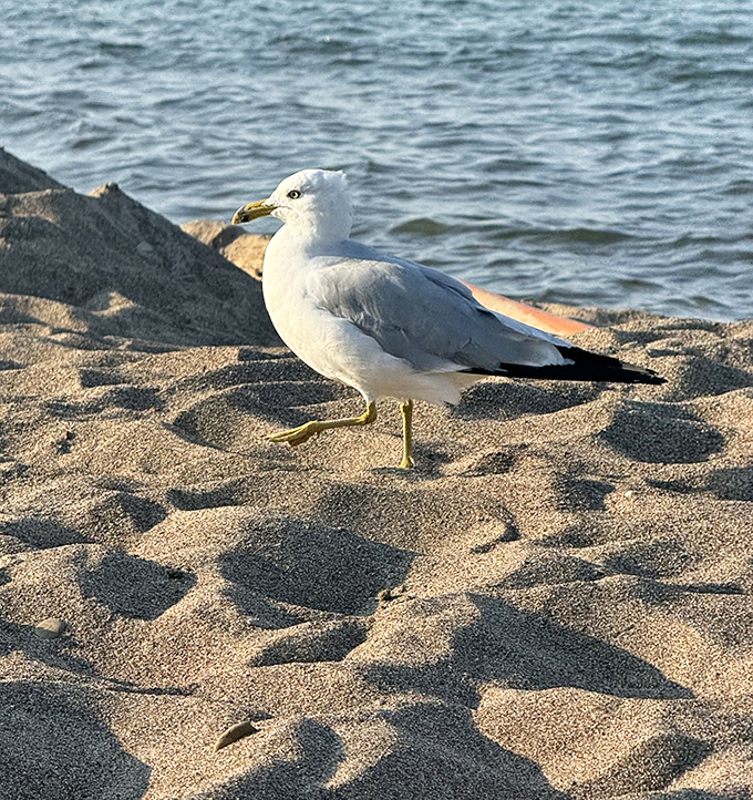 This ring-billed gull struts across the sand like it owns the place, which technically, it did long before humans arrived with beach towels.