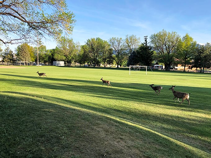 When deer casually stroll across your sports fields, you know you've found a place where wildlife and humans have reached a peaceful understanding.