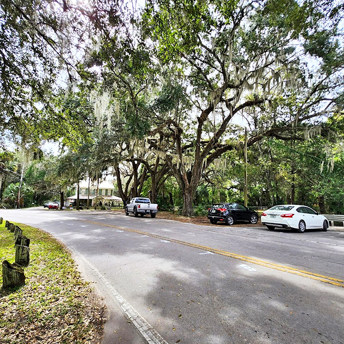 These cathedral-like oaks create nature's colonnade, their moss-draped limbs forming a living archway that's been photobombing family vacations for generations.