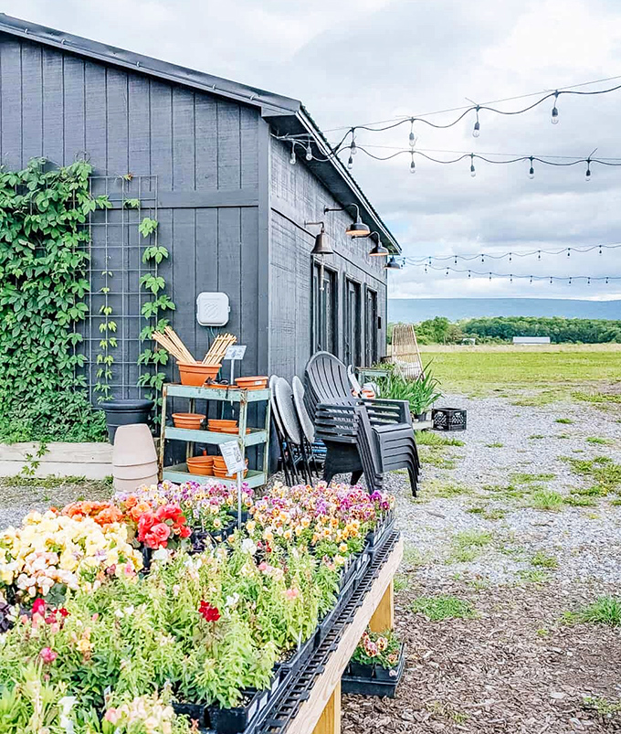 Rural charm at the edge of town. Rooted Farmstead offers a glimpse of the agricultural traditions that have always surrounded Bellefonte's Victorian core.