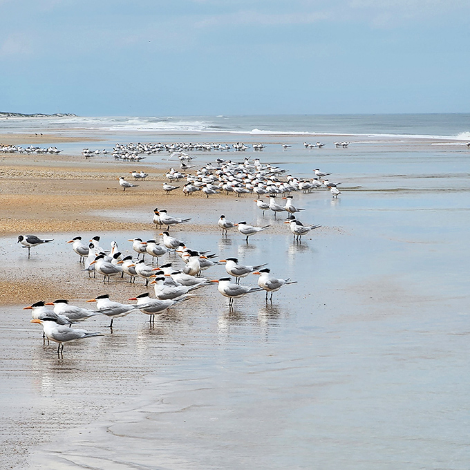 Beach committee meeting in progress: these royal terns gather daily to discuss important matters like wave quality and fish migration patterns.
