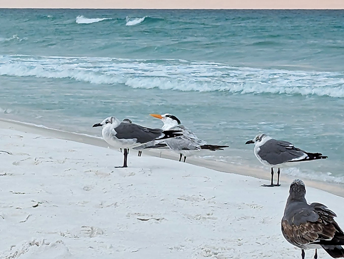 Seagulls holding their beach convention&mdash;discussing important matters like which tourist looks most likely to share their sandwich.