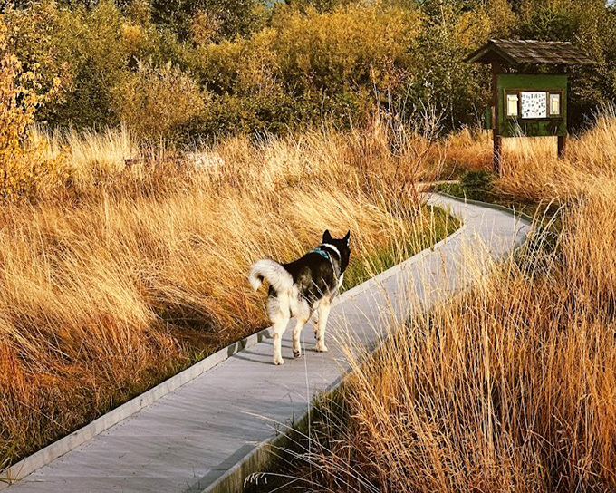 Nature's boardwalk through golden meadows. Even the dog seems to be thinking, "Are we really allowed to walk through something this beautiful?"
