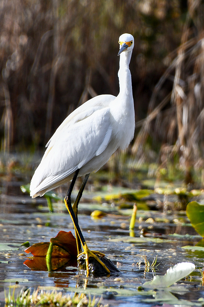 The swamp's fashion model strikes a pose&mdash;this snowy egret clearly knows its good side and isn't afraid to work it.