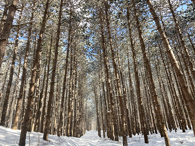 Winter's geometric precision: snow-laden pines creating nature's version of a hallway that would make any interior designer jealous.