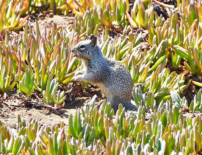 Even the wildlife knows Terramar is special. This ground squirrel pauses amid succulent gardens, living his best California coastal life.