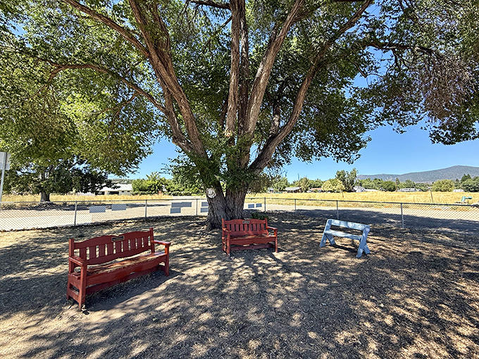 These benches under a sprawling shade tree offer the simplest pleasure: a moment of quiet contemplation with mountain views as your entertainment.