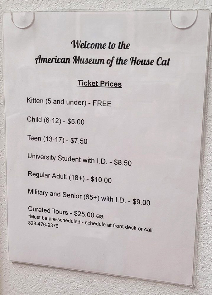 The museum's tiered ticket pricing includes a "kitten" rate for the youngest visitors. Starting cat appreciation early is clearly encouraged.