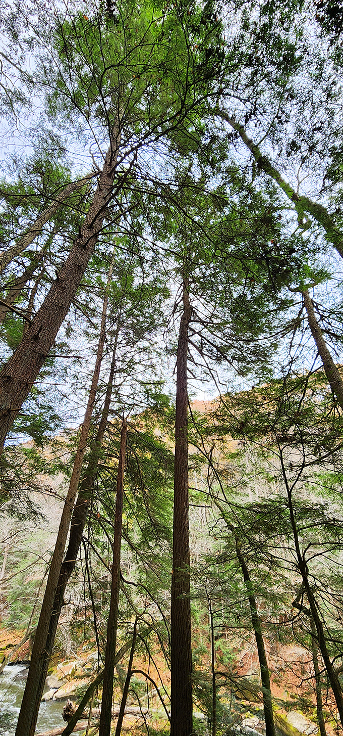 Looking up through the towering hemlocks and pines, you'll find a natural cathedral ceiling that makes even the grandest human architecture seem temporary.