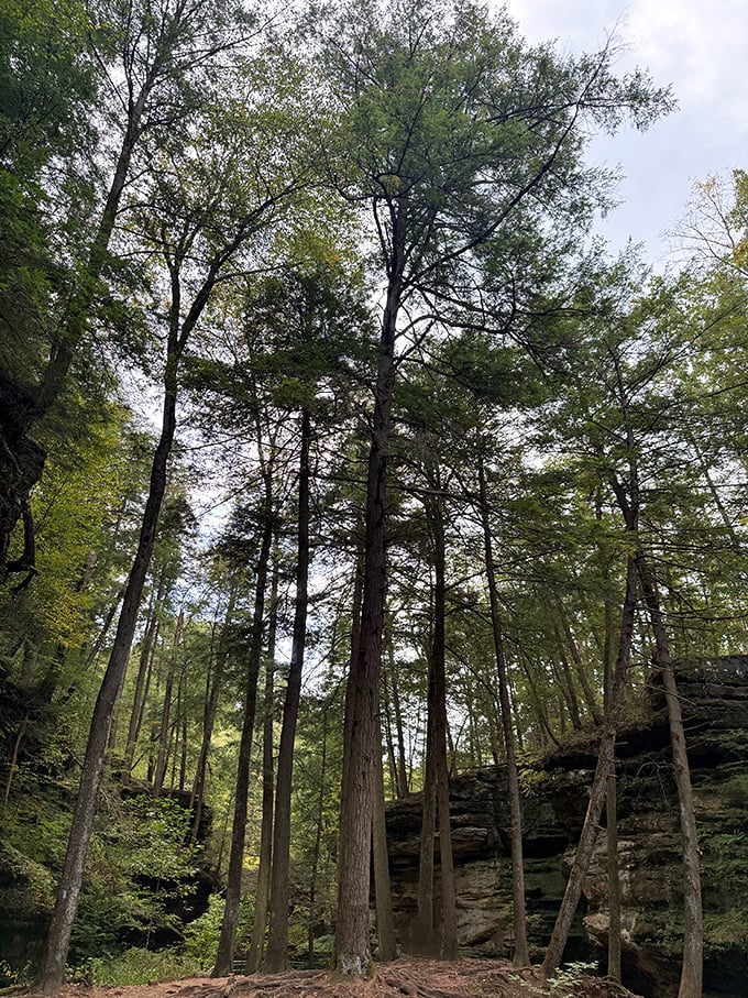 Towering hemlocks reach skyward like nature's skyscrapers, making humans feel properly small beneath their ancient, whispering canopy.