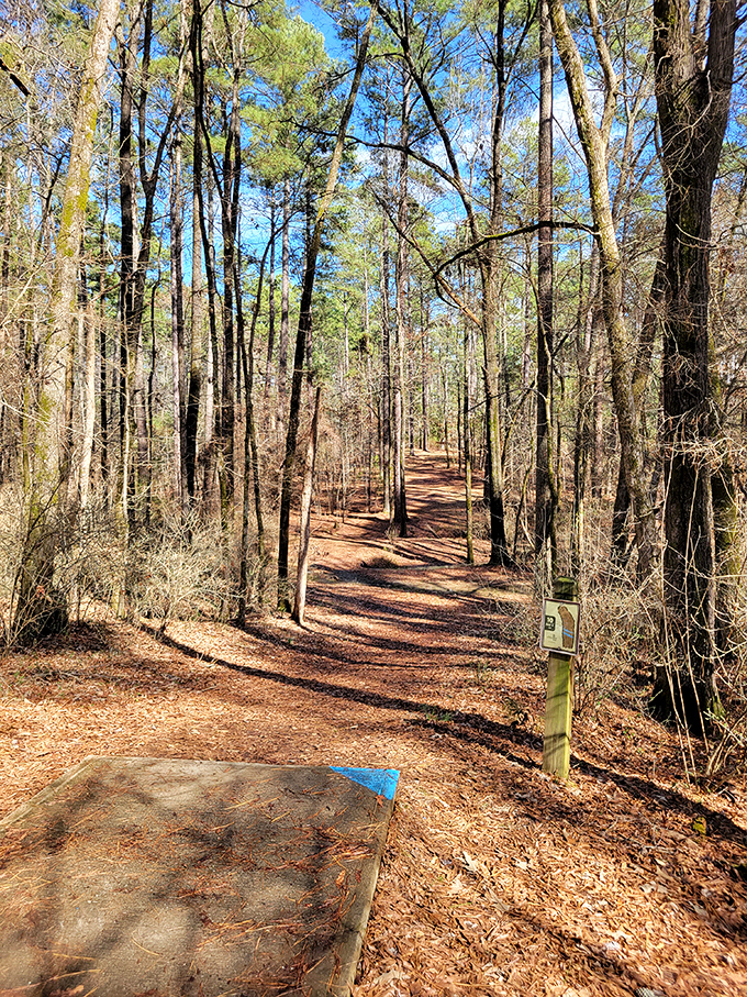 The trail beckons with pine-needle carpeting softer than many hotel floors. No GPS needed&mdash;just follow the path and see where it leads.