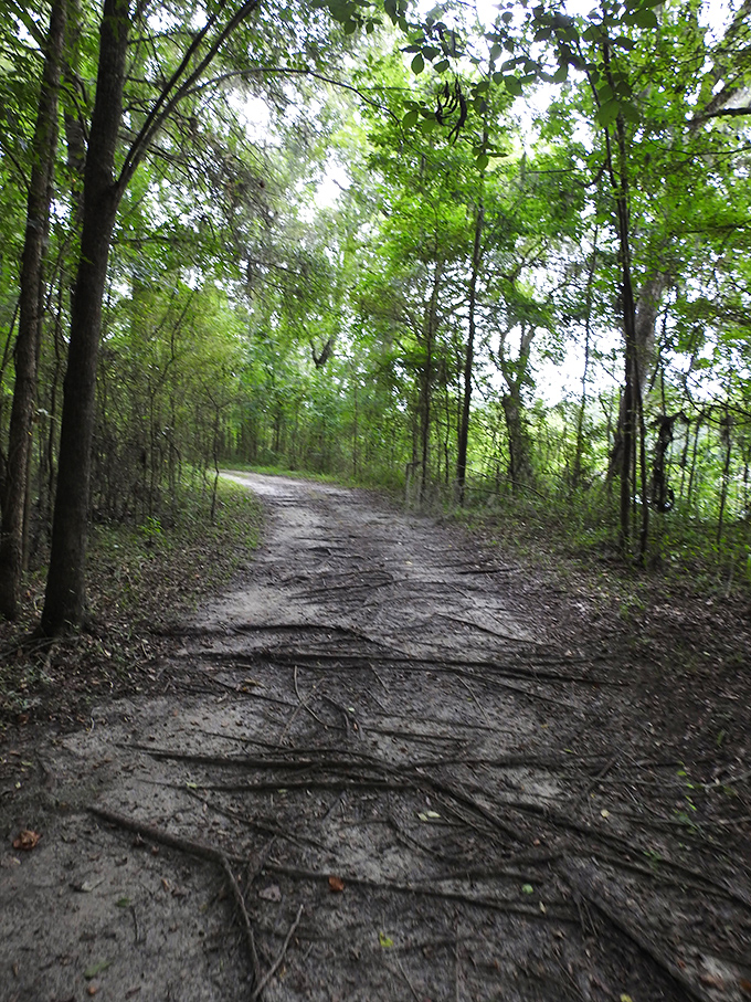 This trail promises adventure with every step. The path less traveled actually looks pretty well-traveled, but magical nonetheless.