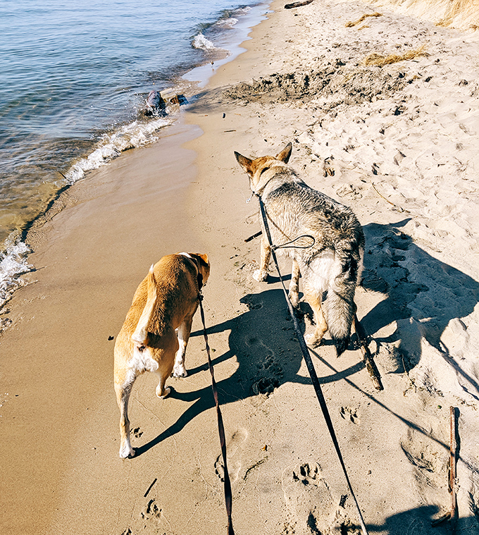 Four-legged beach critics give Weko their highest rating: two paws up and plenty of excited tail wagging.