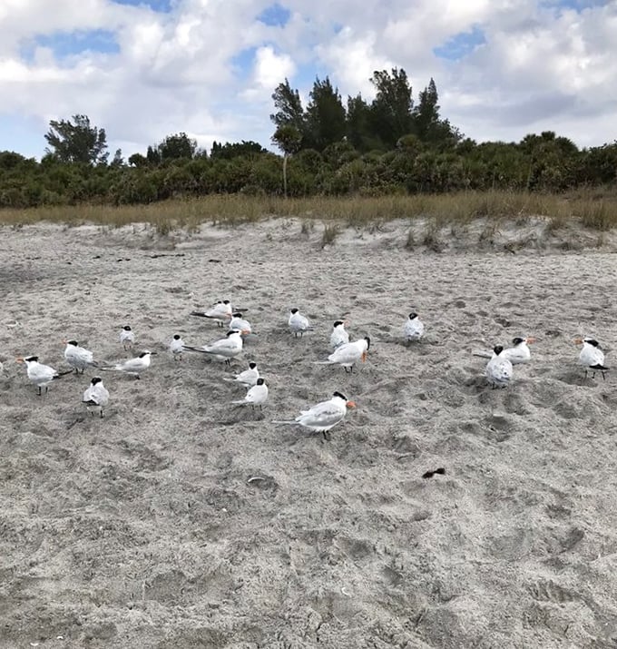 The local bird committee having their morning meeting about important seagull business.