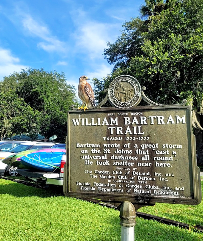 A hawk using William Bartram's historical marker as a hunting perch&mdash;proving that even birds appreciate a good educational read occasionally.