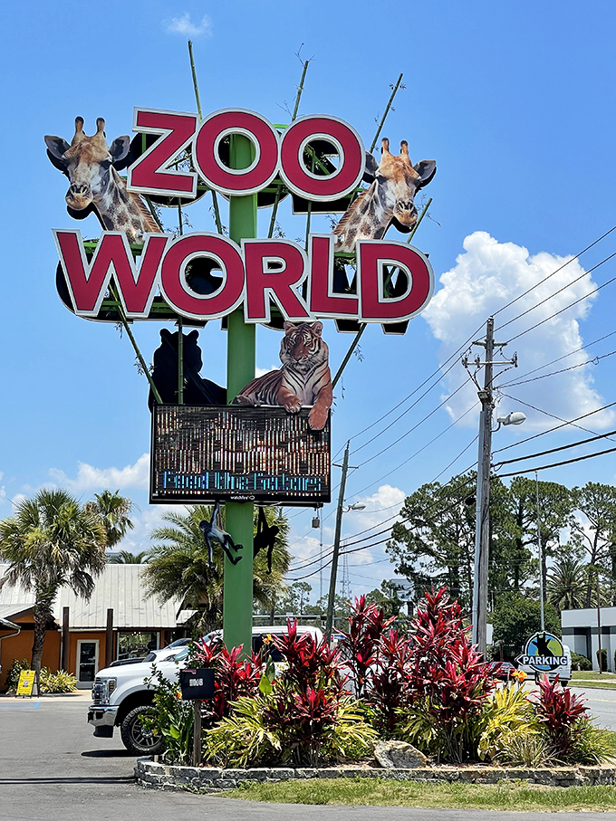 ZooWorld's whimsical sign promises close encounters with giraffes who are probably enjoying their Florida retirement as much as you will.