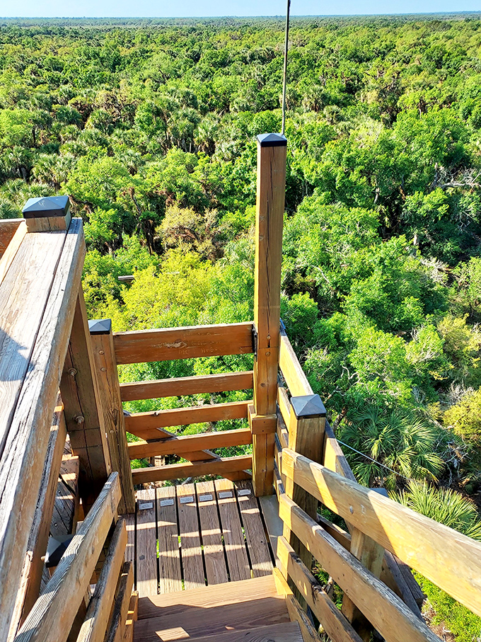 From this wooden perch, you can see tomorrow's Florida looking exactly like yesterday's&mdash;and that's precisely the point of a state park.