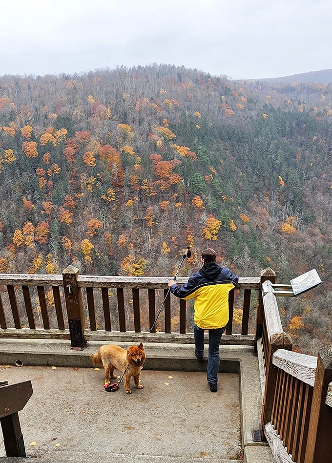 Fall paints the canyon with its signature palette, turning everyday trees into a masterpiece worth traveling for.