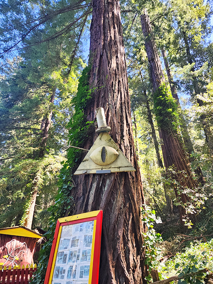 The mysterious triangle with an eye evokes supernatural vibes &ndash; like the redwoods themselves are watching your every move.