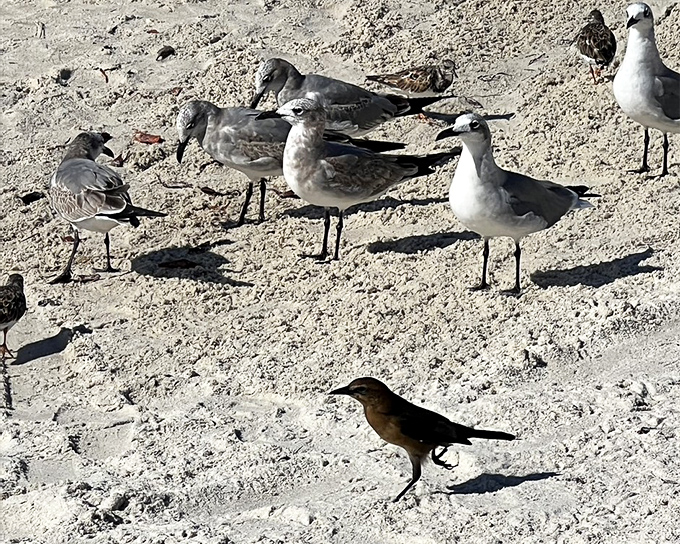 Seabirds holding an impromptu convention on the sand &ndash; nature's committee meeting to discuss the day's fishing report and tidal movements.