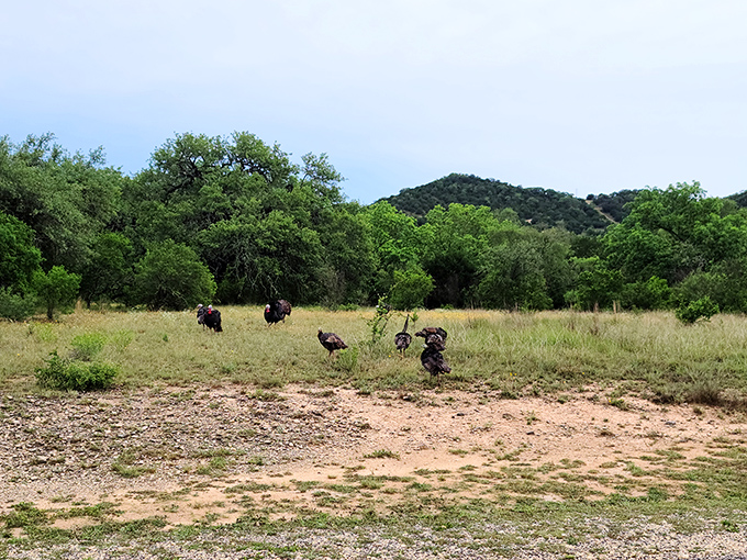 Wild turkeys strut through meadows like they own the place, which, technically, they did long before we showed up.