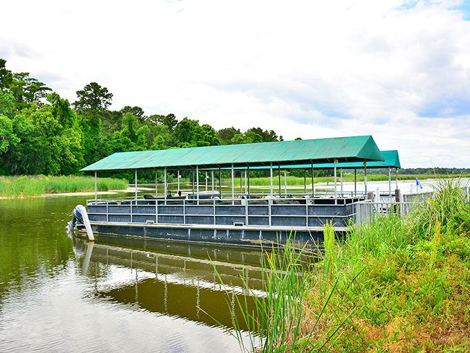 The covered boat awaits to ferry visitors through former rice fields, now home to alligators who don't check their watches.