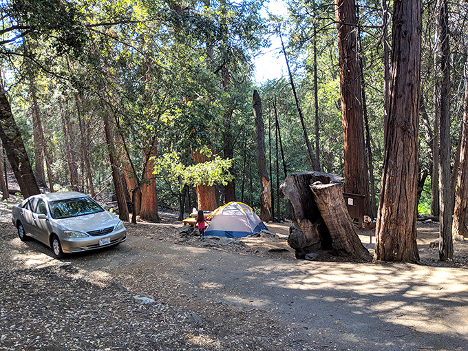 Camping beneath towering conifers connects you to something older than your worries. Those tent stakes anchor you to earth in more ways than one.
