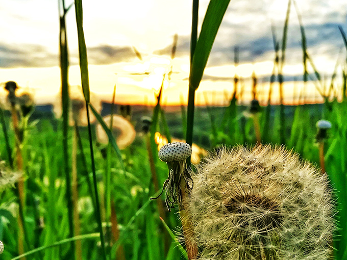 Even the smallest details at Wyalusing captivate&mdash;this dandelion's sunset silhouette reminds us beauty exists at every scale.