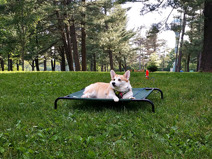 Canine contentment defined. This pup has discovered the ultimate doggy vacation spot&mdash;where squirrels watch from safe distances.