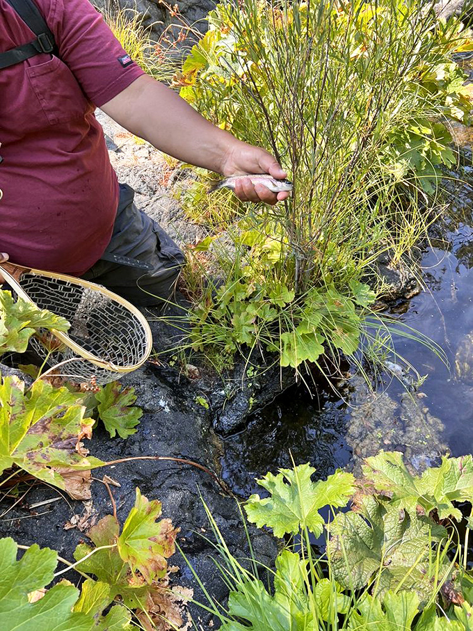 The timeless dance between angler and stream. In these waters, catching dinner requires patience, skill, and acceptance that fish have their own agenda.