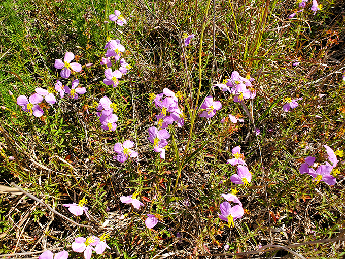 Delicate prairie wildflowers prove that Florida's beauty isn't all about beaches and palm trees. Nature's confetti, celebrating another perfect day in paradise.
