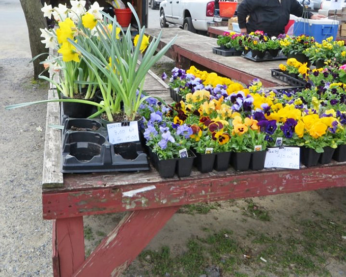 Spring's promise in portable form&mdash;daffodils and pansies bringing color to the market tables before they brighten Delaware gardens.