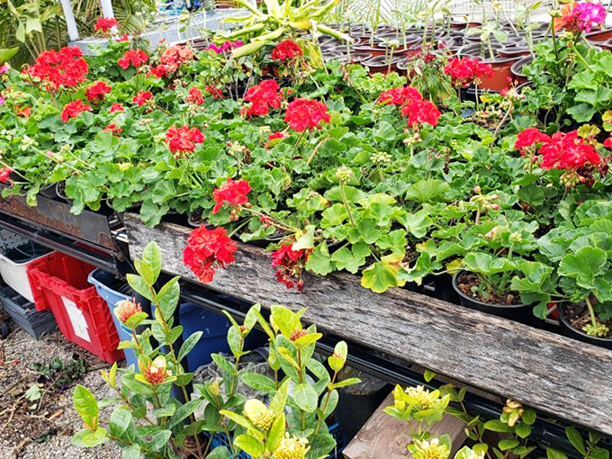 Nature's color palette bursts from these potted geraniums, tempting even notorious plant-killers to try their luck one more time.