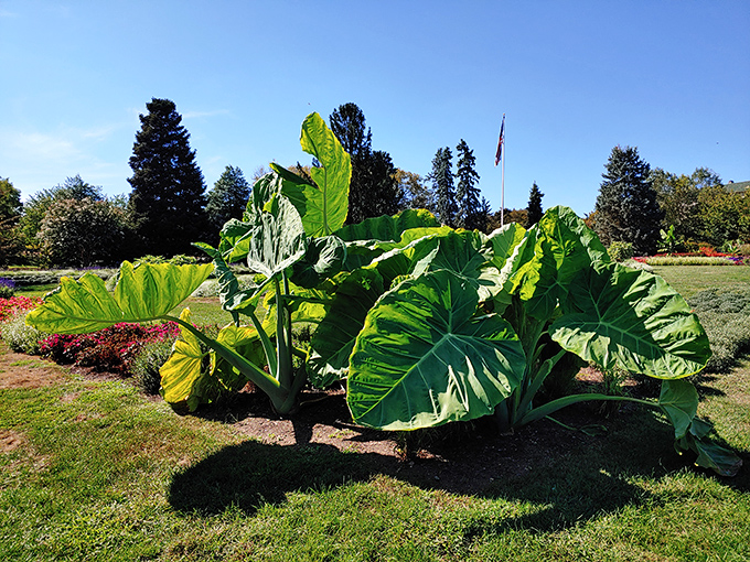 These elephant ear plants look like they're ready to take flight. Nature's umbrella service, providing shade with a side of tropical drama.