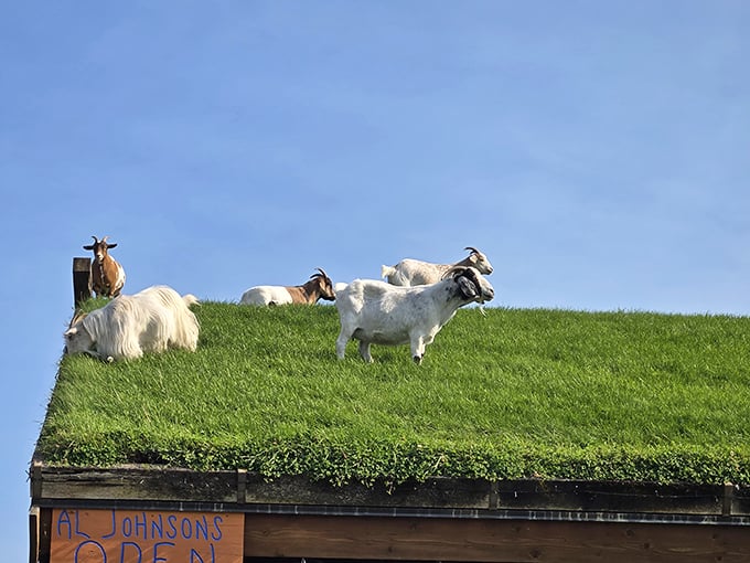 These goats don't just live on the roof &ndash; they own it. The ultimate free-range lifestyle with the best view in Sister Bay.