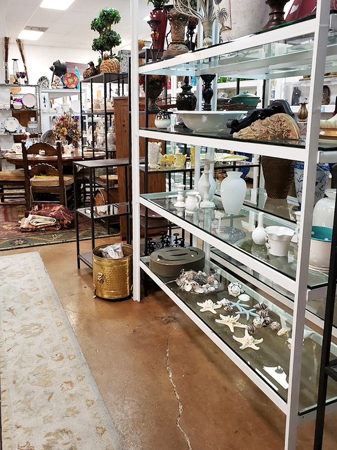 Glass shelves showcasing yesterday's elegance waiting for tomorrow's homes. Those starfish have seen more interesting places than most travel influencers.