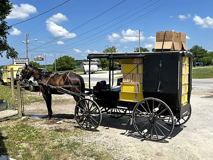 Close-up with these gentle ambassadors reveals the intelligence and kindness behind those soulful eyes.