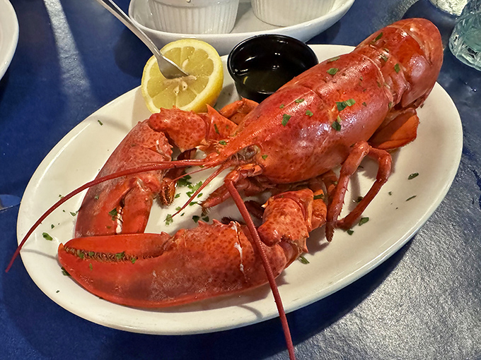 This isn't just a lobster; it's the guest of honor&mdash;bright red and ready for its butter bath, with a lemon wedge standing by for that perfect citrus kiss.