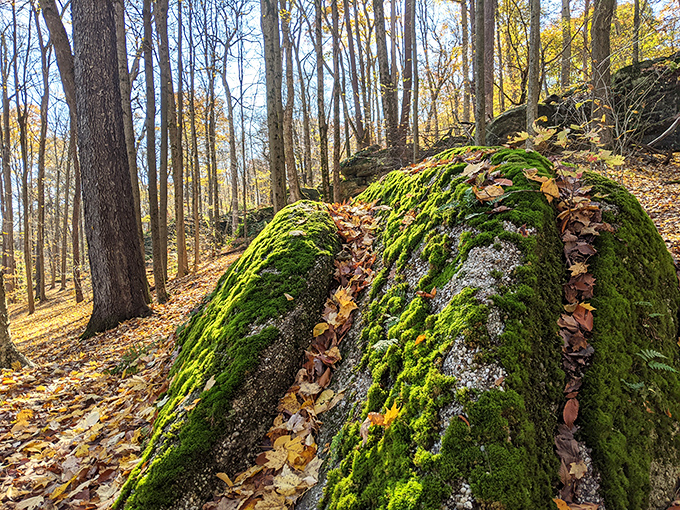 Moss transforms ordinary rocks into extraordinary sculptures. This velvet-covered boulder collection proves that nature's interior decorating skills put HGTV to shame.