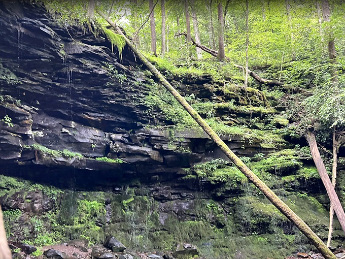 Water seeps through ancient rock layers, creating a living geology lesson draped in moss and mystery.