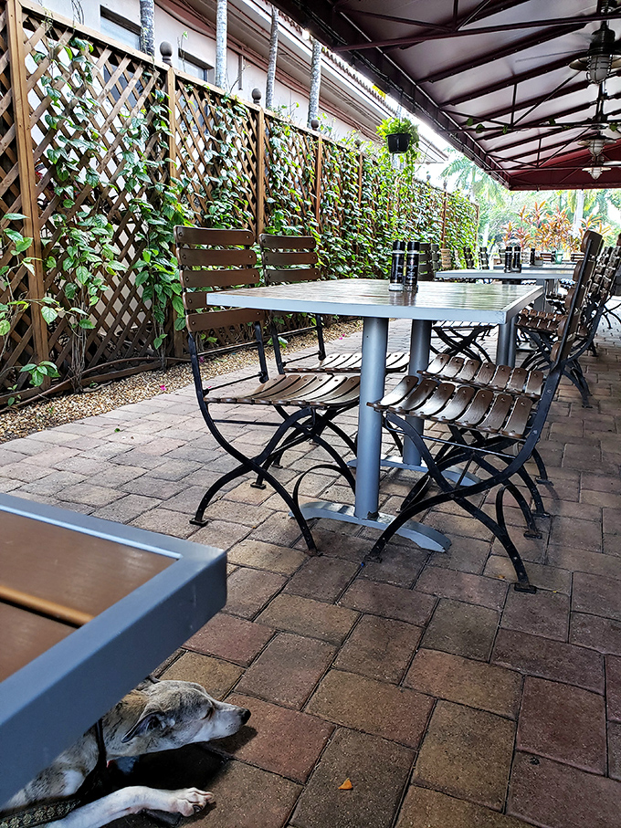 Florida dining as it should be&mdash;outdoors, with greenery, and apparently dog-friendly. The perfect spot to enjoy your meal with a side of vitamin D.