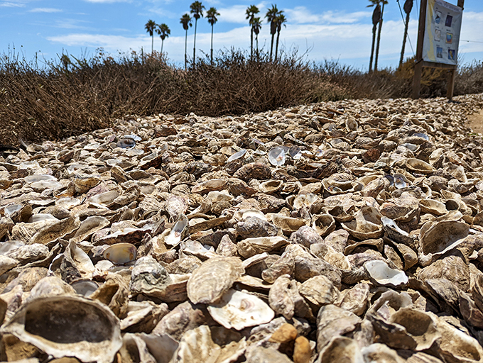 The aftermath of joy&mdash;a shell graveyard that tells the story of countless perfect moments. Each empty vessel once held treasure.