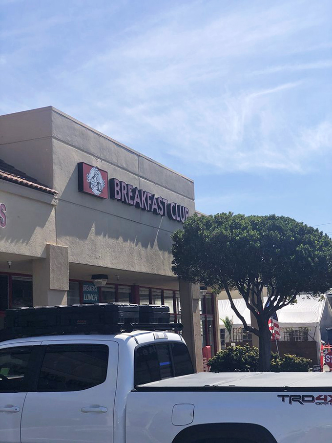 Blue skies frame this breakfast sanctuary. The tree stands sentinel, having witnessed countless hungry arrivals and satisfied departures.