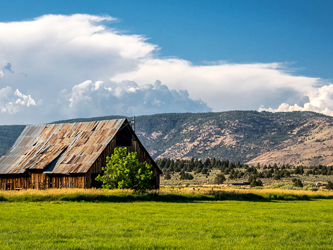 The barn that launched a thousand calendar photos. This rustic structure against mountain vistas captures the rural aesthetic urban dwellers pay premium prices to visit.