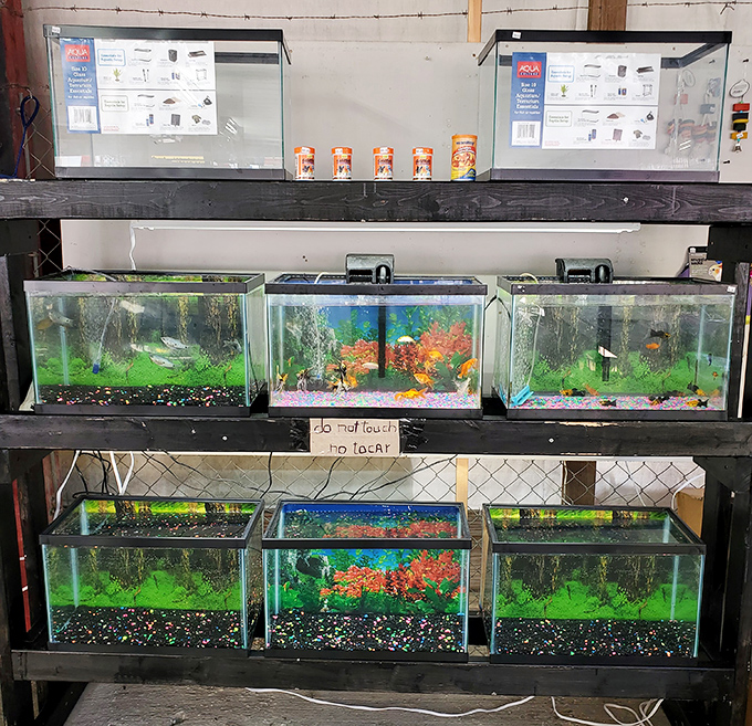 Miniature underwater worlds for sale. These aquariums prove you don't need an ocean to bring home a slice of aquatic serenity.