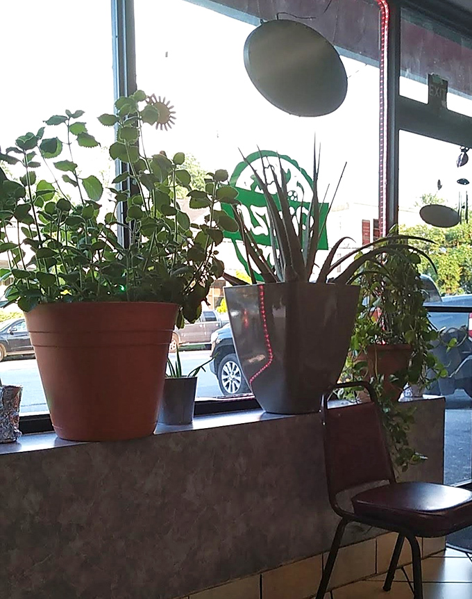 Plants by the window create an unexpected oasis of green. In the pizza-Mexican-wings universe of Gabriel's, even the flora feels pleasantly out of place.