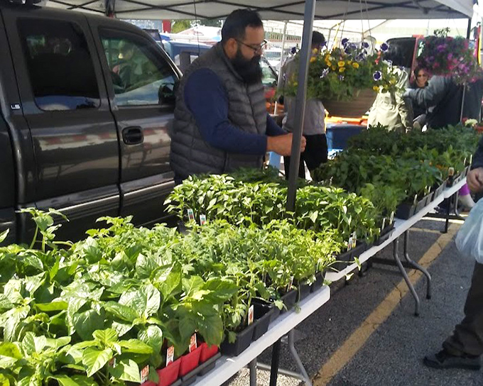 Garden starters that promise summer bounty. These little green miracles are ready to transform your yard from bland to grand.