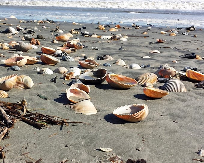Seashell treasures scattered like nature's confetti. Each one a tiny architectural marvel that puts human engineering to shame.