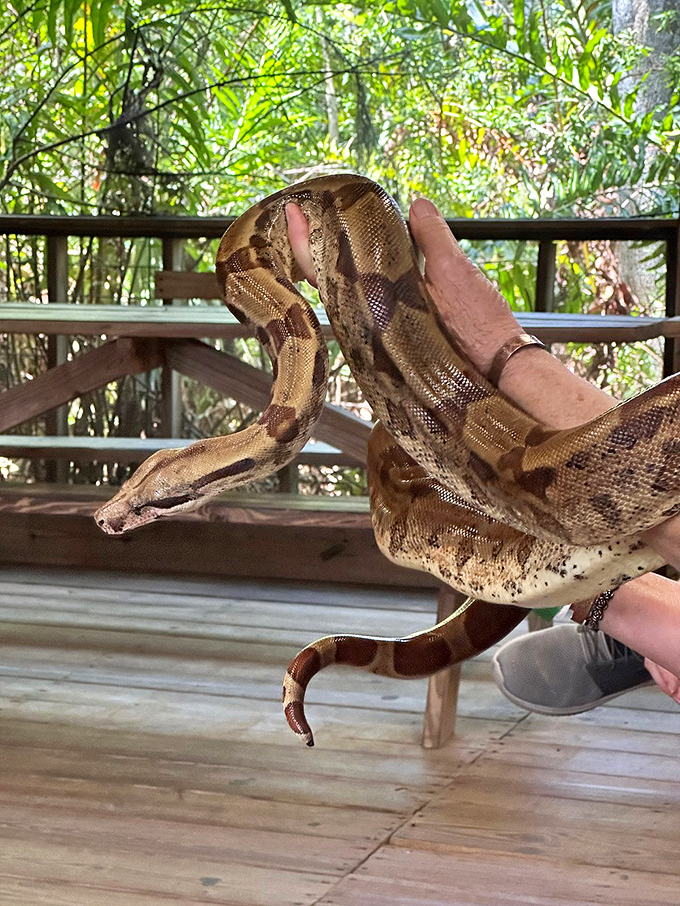 Snake handling 101: where brave visitors discover these beautiful reptiles are more interested in warmth than world domination.