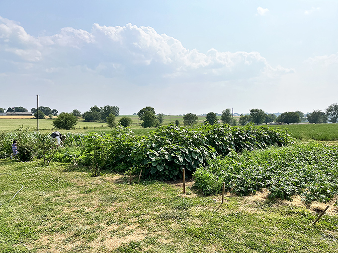 Rows of vegetables stretch toward the horizon, a living grocery store where "organic" isn't a marketing term.